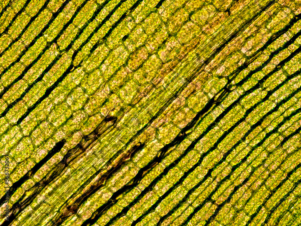 Foto de elodea (Egeria densa) under the microscope showing chloroplasts ...