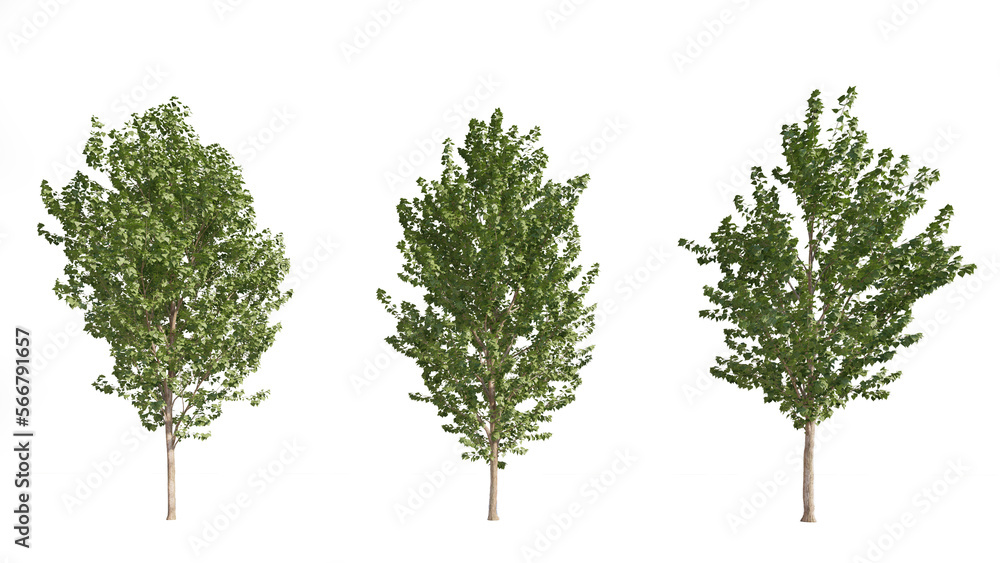 Canadian Poplar Tree