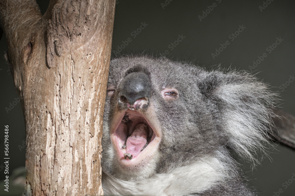 Koala Bear Teeth