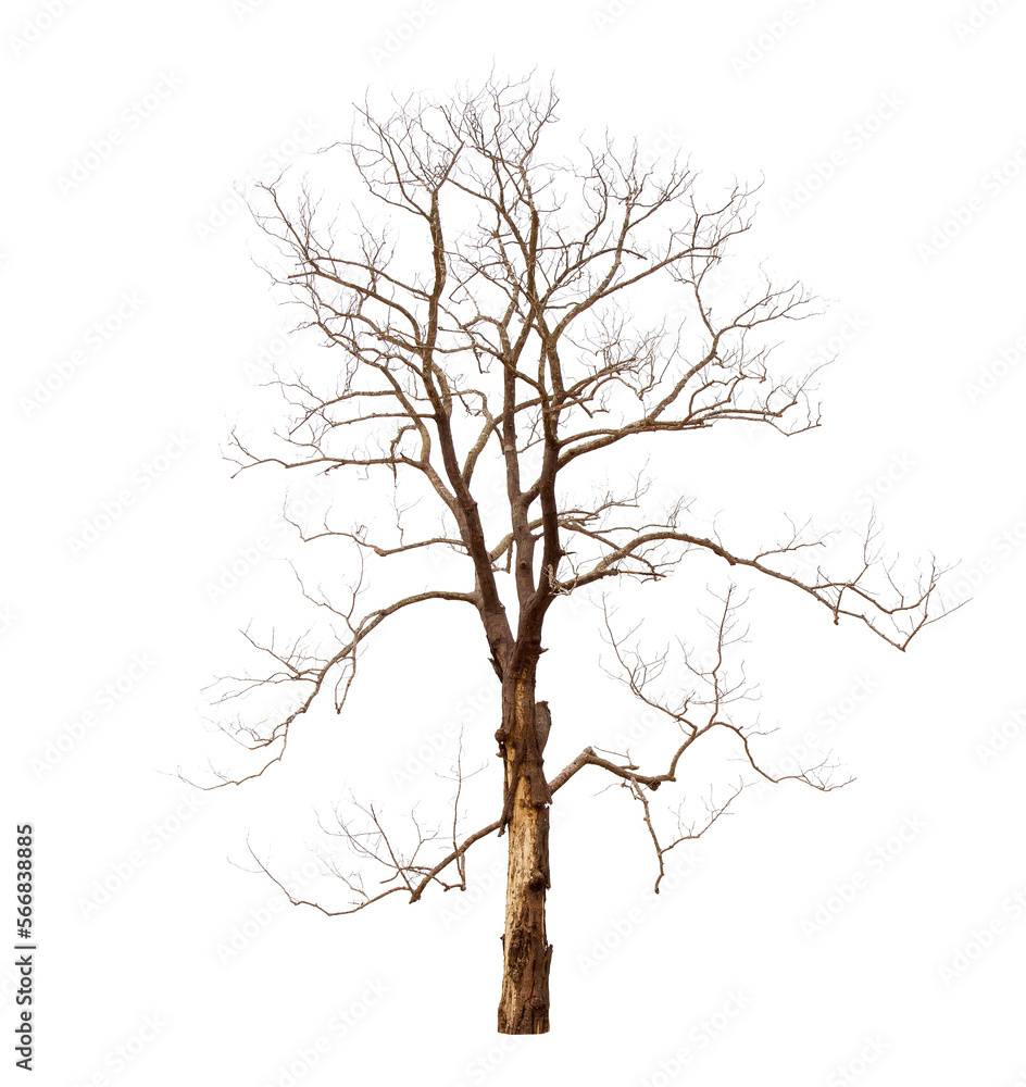 Green Dead tree isolated on transparent background with clipping path ...