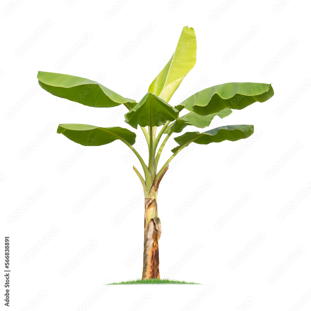 Green banana tree isolated on transparent background with clipping path ...