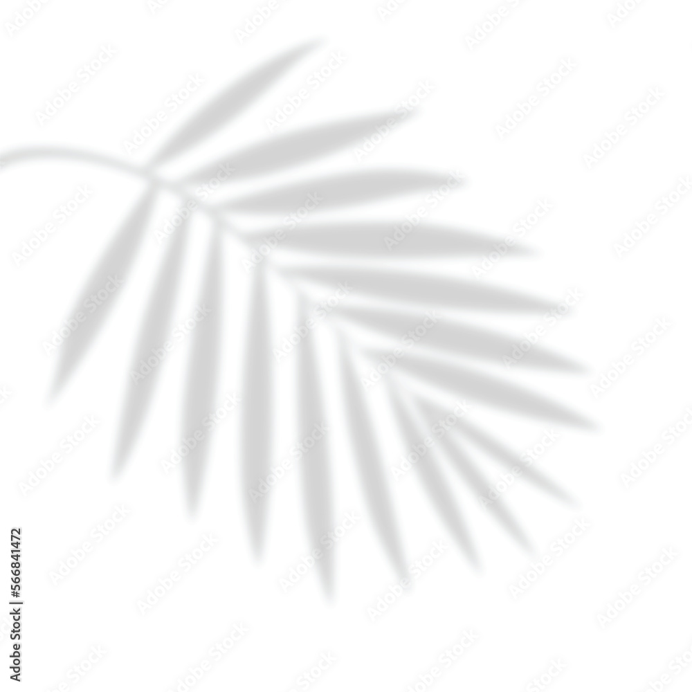 shadow of an leaf palm shadow overlay vector design Stock Vector ...