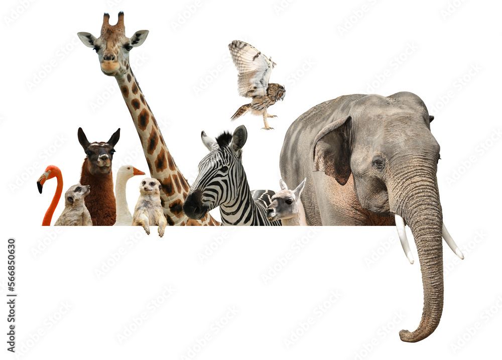 Group of different wild animals standing behind banner on white ...
