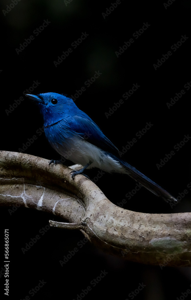 Black-naped Monarch The mouth is wide, dark blue. The nape has a short ...