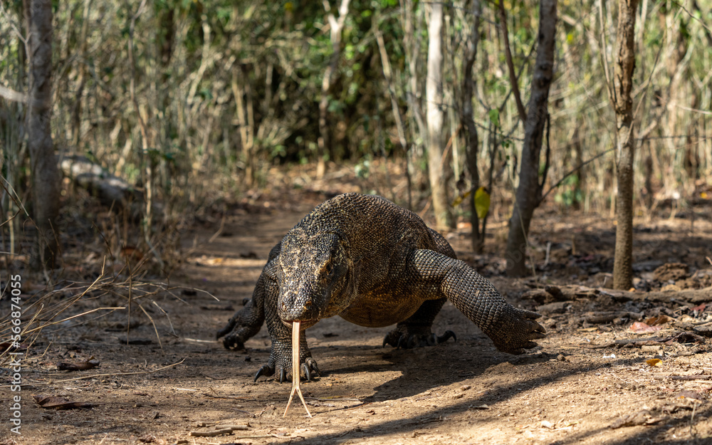 Komodo Dragon on Komodo Island Stock Photo | Adobe Stock
