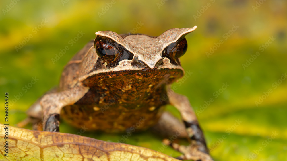Nature wildlife image of The Bornean Horn Frog (Megophrys Nasuta) Stock ...