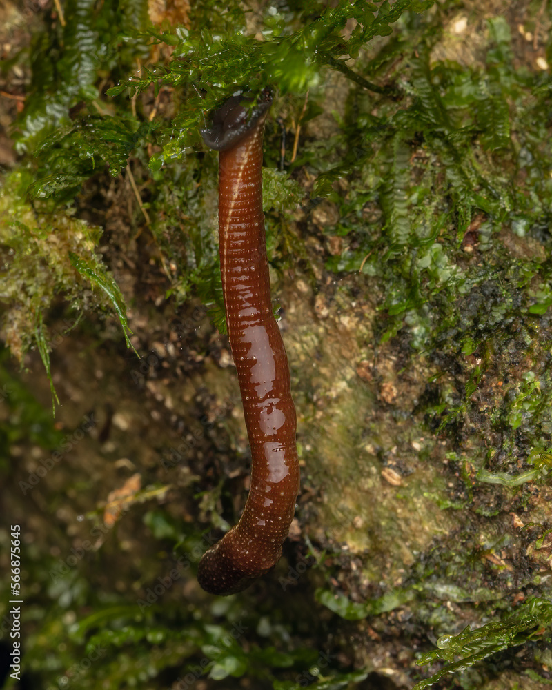 Macro image of standing tiger leech on rainforest jungle at Sabah ...