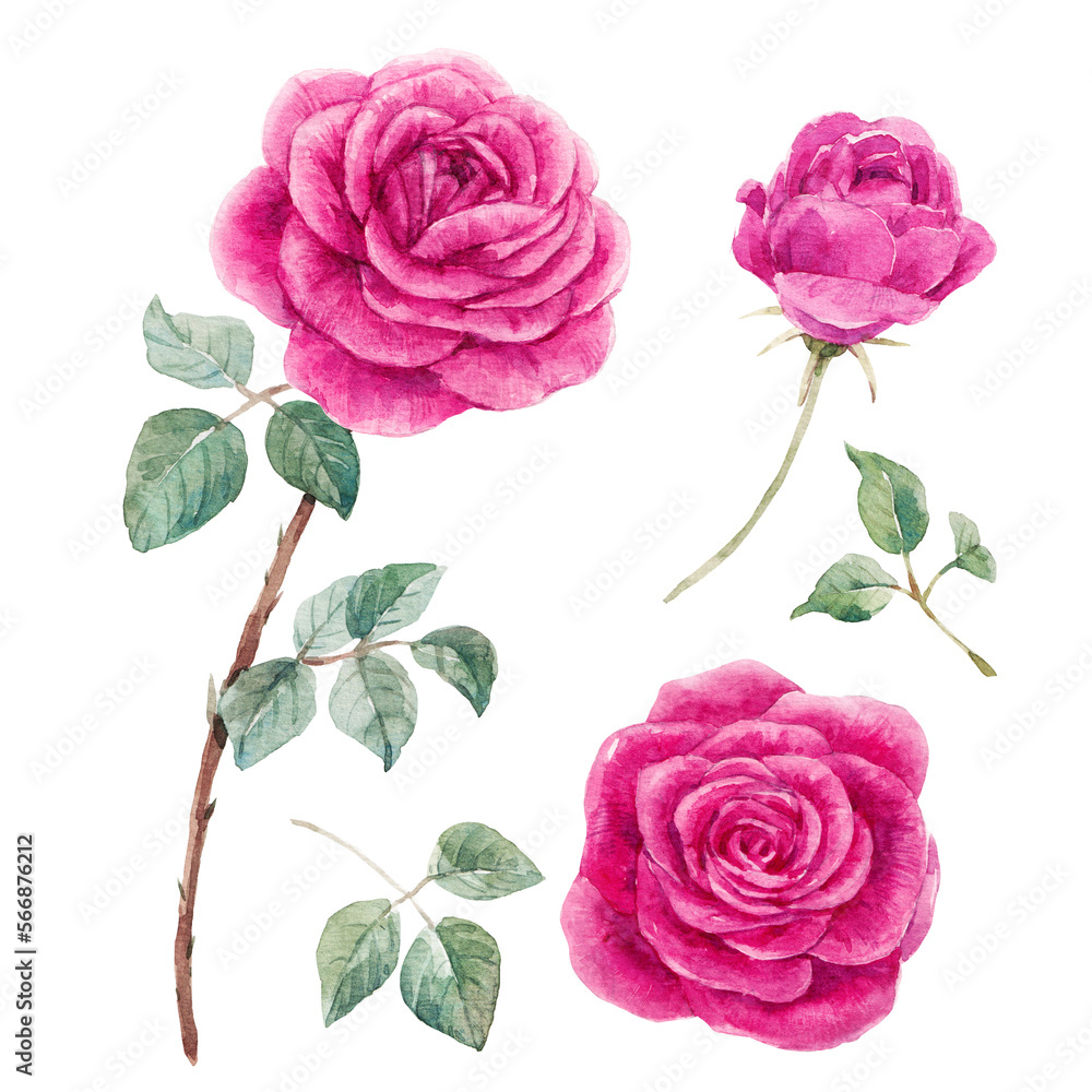 Beautiful floral stock illustration with hand drawn watercolor rose ...