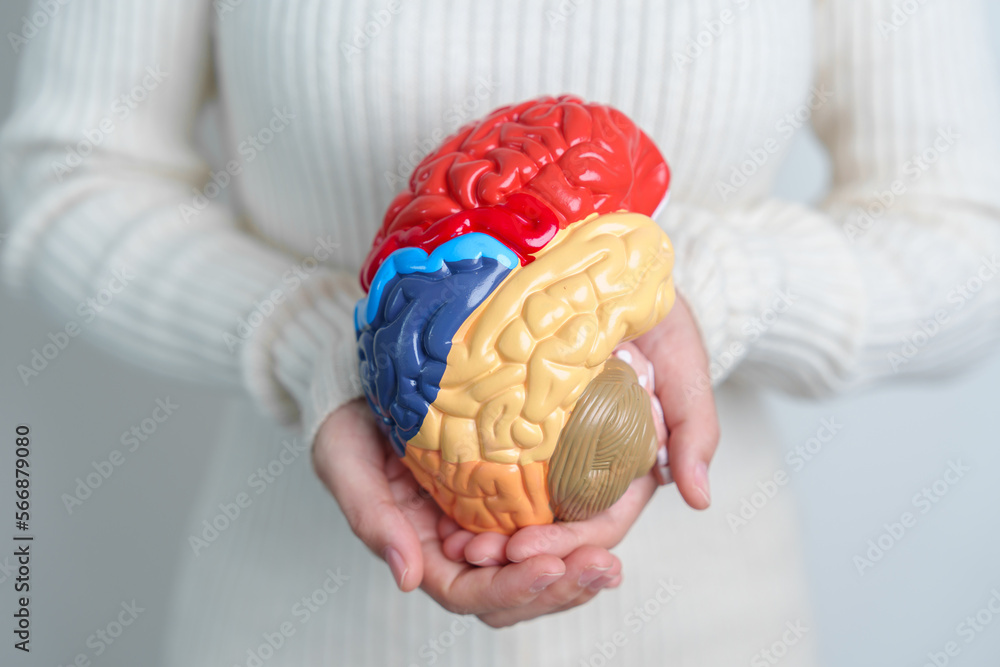 Woman holding human Brain model. World Brain Tumor day, Brain Stroke ...