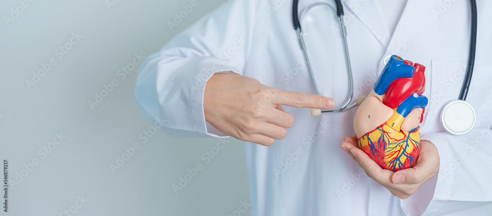 Doctor holding human Heart model. Cardiovascular Diseases ...