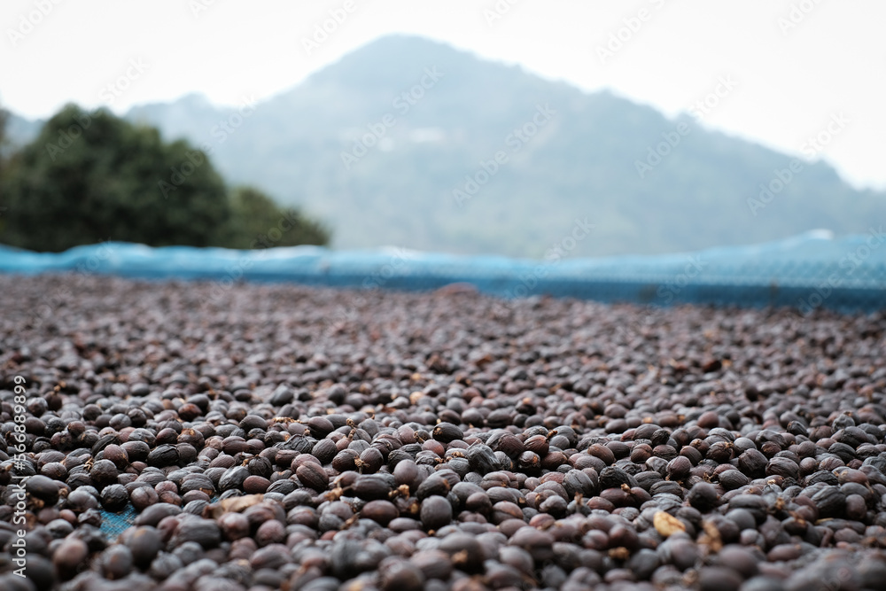 Coffee Processing ,Natural Dry Process ,Pulped-natural, Semi-dry ...