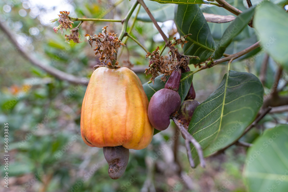 The cashew tree (Anacardium occidentale) is a tropical evergreen tree ...