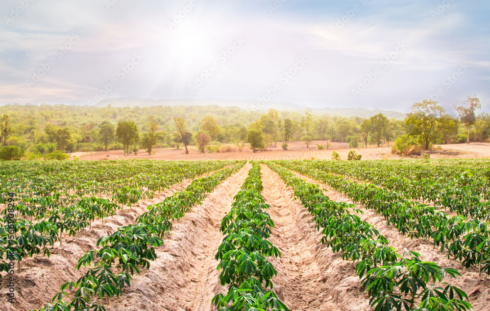 row of cassava tree in field. Growing cassava, young shoots growing ...