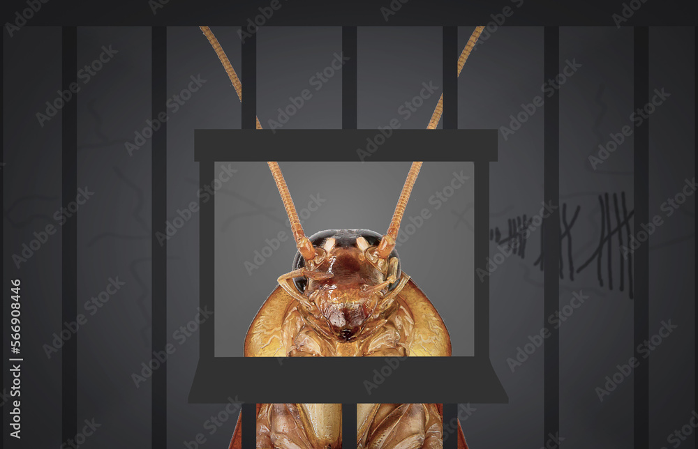 Cockroaches arrested. The charges against, Mr cockroaches, invading the ...