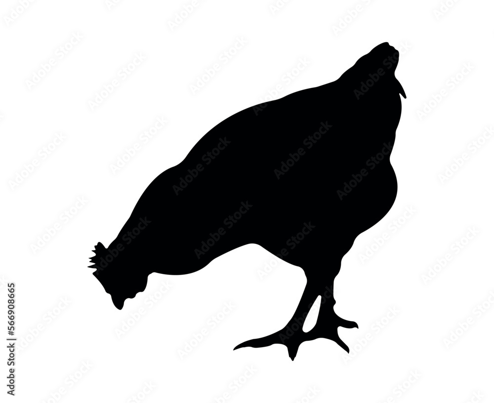Vector chicken silhouette isolated on white background Stock Vector ...