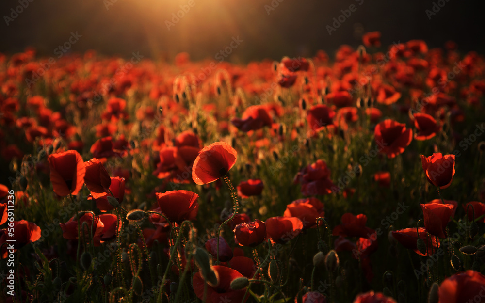 Dramatic Poppy flowers field. Anzac day banner. Remember for Anzac ...