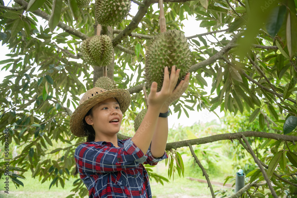 Happy teenager asian woman farmer holding durian in durian plantation ...