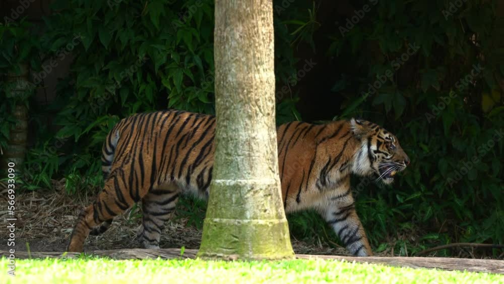 Exotic sumatra tiger, panthera tigris sondaica walking across the park ...