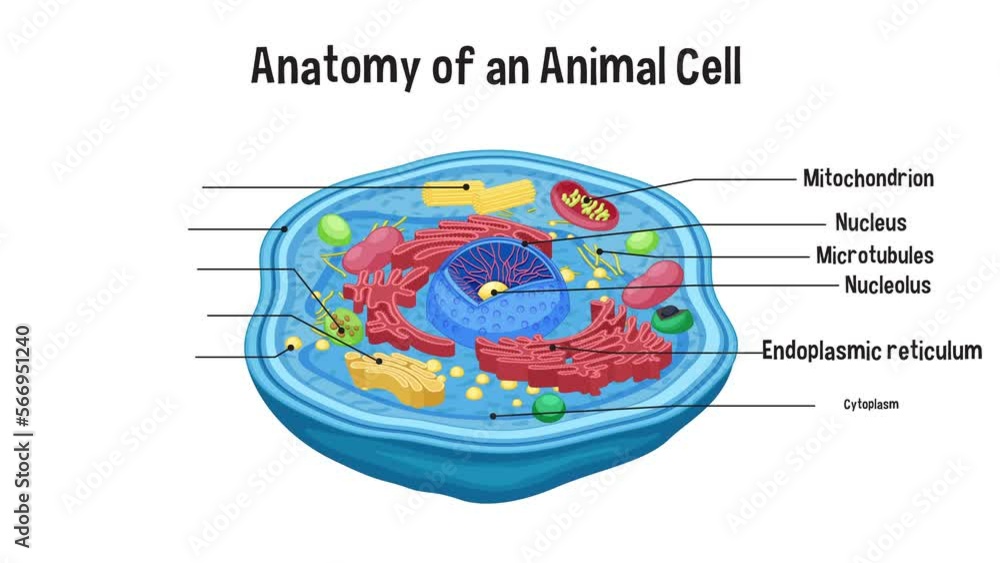 Anatomy of an animal cell diagram. Stock Video | Adobe Stock