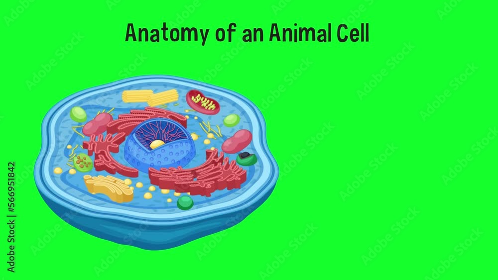 Anatomy of an animal cell diagram. Stock Video | Adobe Stock