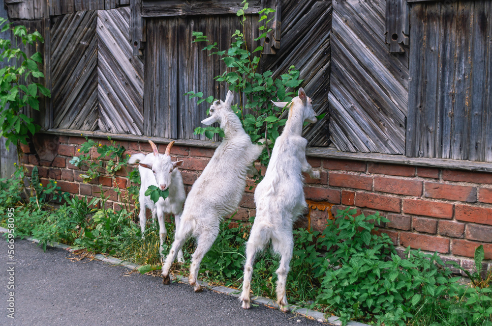 Young goats eat leaves from a bush near an old and dilapidated wooden ...