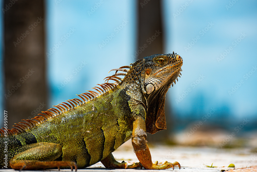 Green iguana, also known as the American iguana, herbivorous species of ...