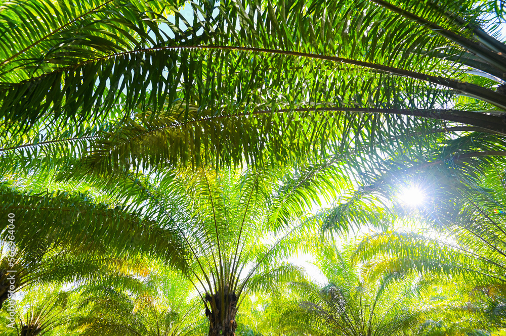 Palm tree in the palm garden with beautiful palm leaves nature and ...