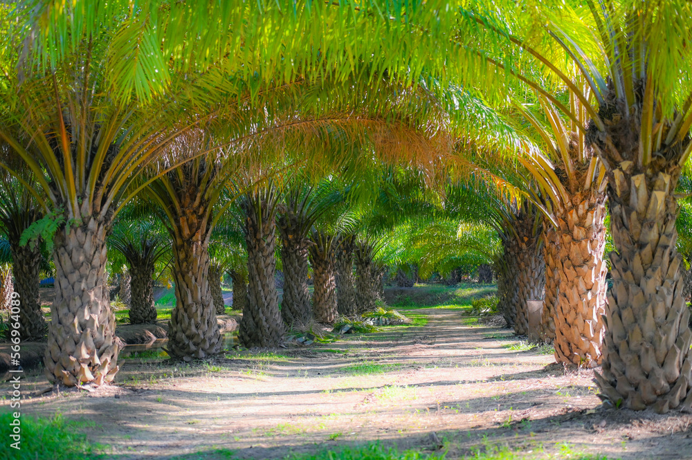 Tunnel plants palm tree in the palm garden with beautiful palm leaves ...