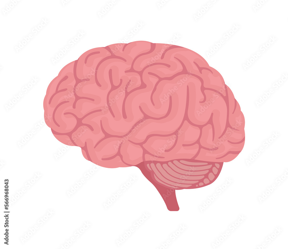 Illustration of human brain / png, no background Stock Illustration ...