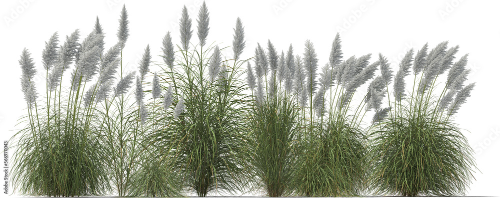 american pampas grass, silver pampas grass, sweet grasses, grass plant ...