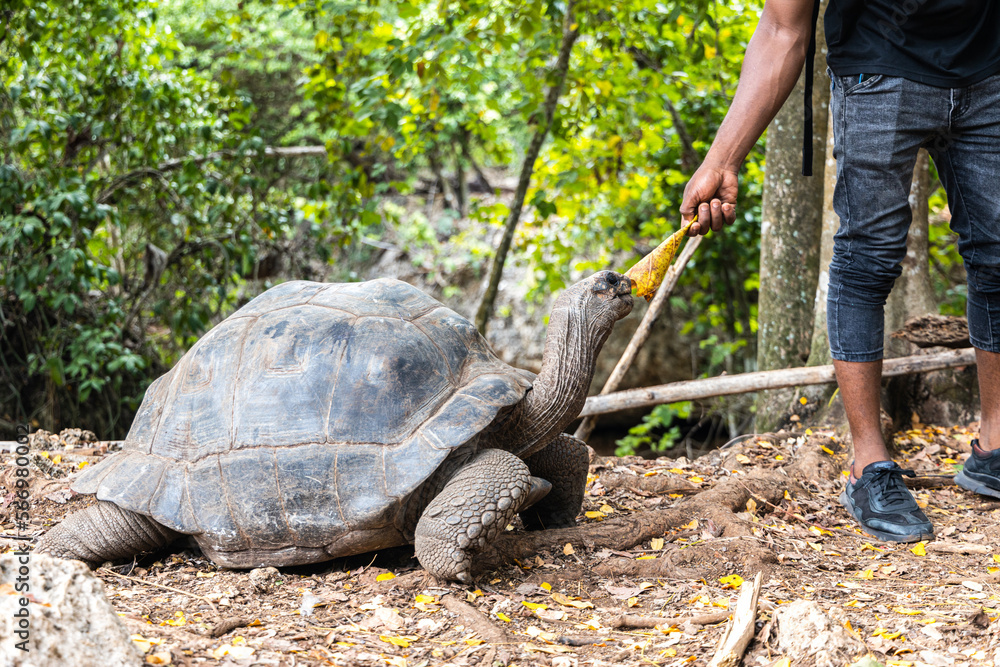 Giant old tortoise eating leaf from person's hand. Exotic reptile rare ...