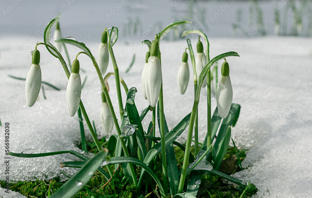 Schneeglöckchen, erste freudige Frühlingsboten der Natur. Unbeeindruckt ...
