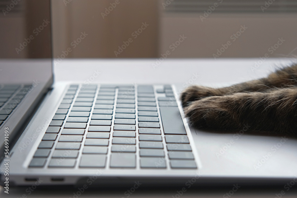 Cat using the computer. Cat Paw using Laptop. Side View Close Up. Home ...