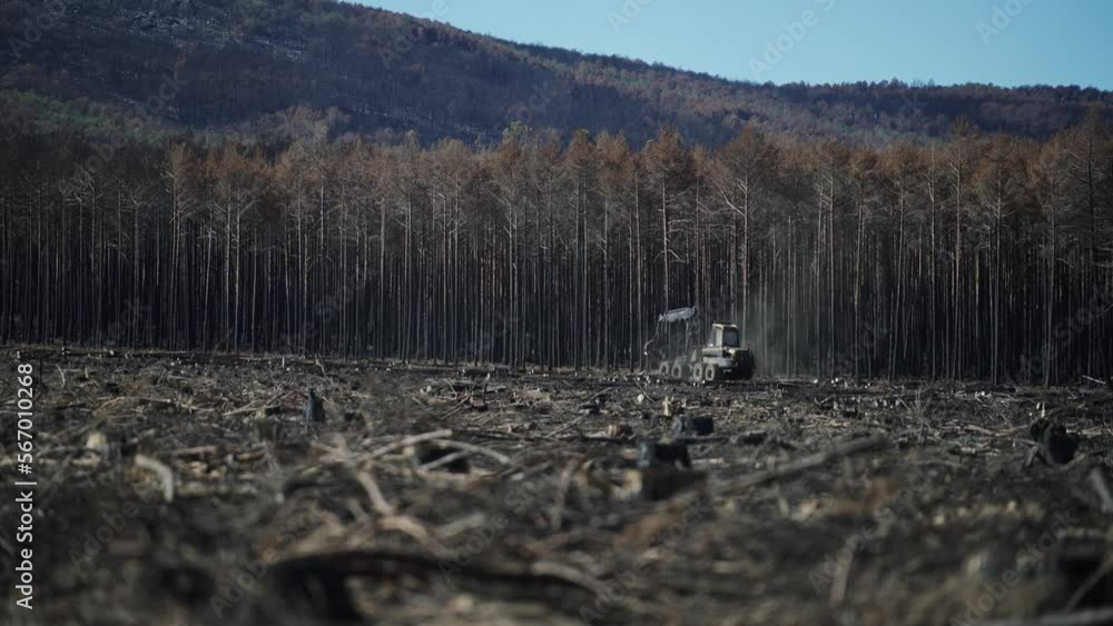 Logging machine driving along burnt pine tree forest Stock Video ...