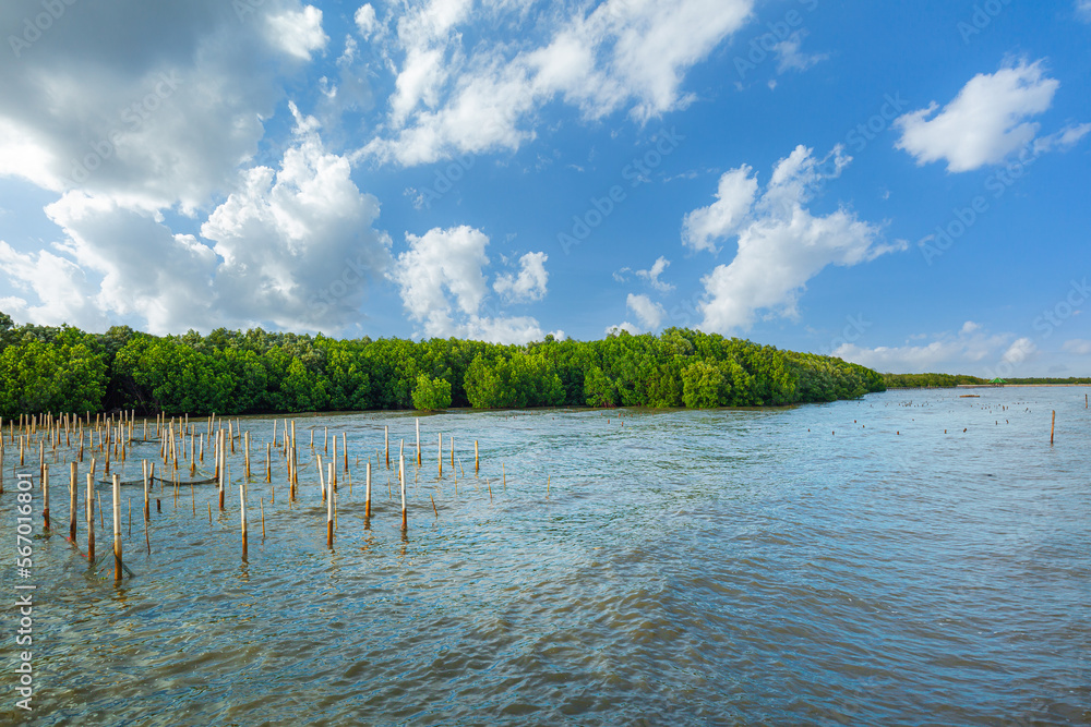 coastal mangrove forest scenery in thailand,,Mangrove Tree of Mangrove ...