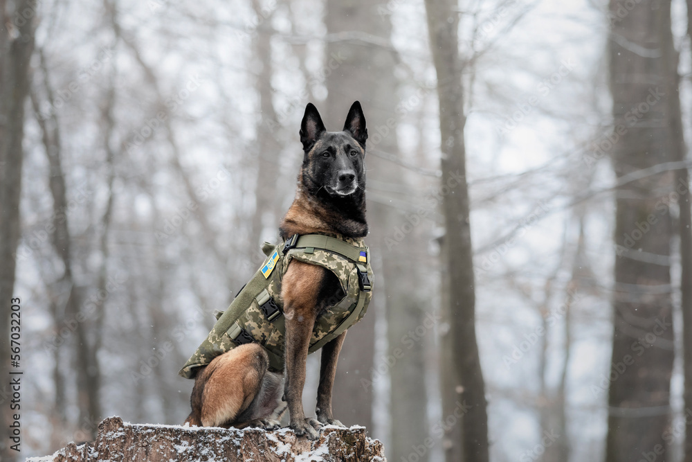 Dog armor. Dog in a bulletproof vest. Belgian Shepherd Malinois ...