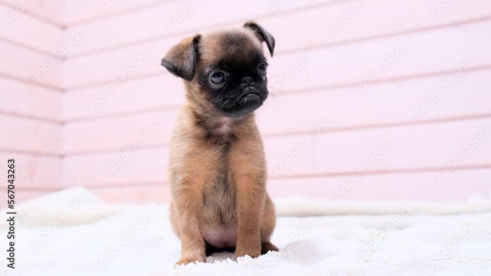 Vidéo Stock Portrait of black cute pet pug-dog of breed Petit Brabancon ...
