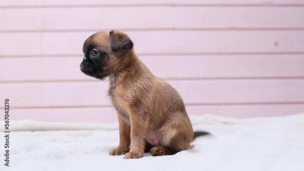 Portrait of black cute pet pug-dog of breed Petit Brabancon or Belgian ...