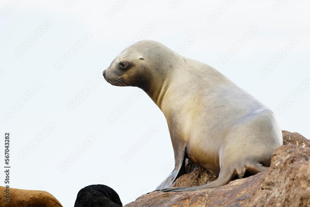 Fotka „Lobo marino de dos pelos (Arctophoca australis) en la costa de ...