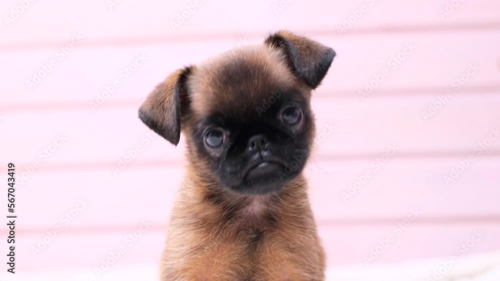Portrait of black cute pet pug-dog of breed Petit Brabancon or Belgian ...