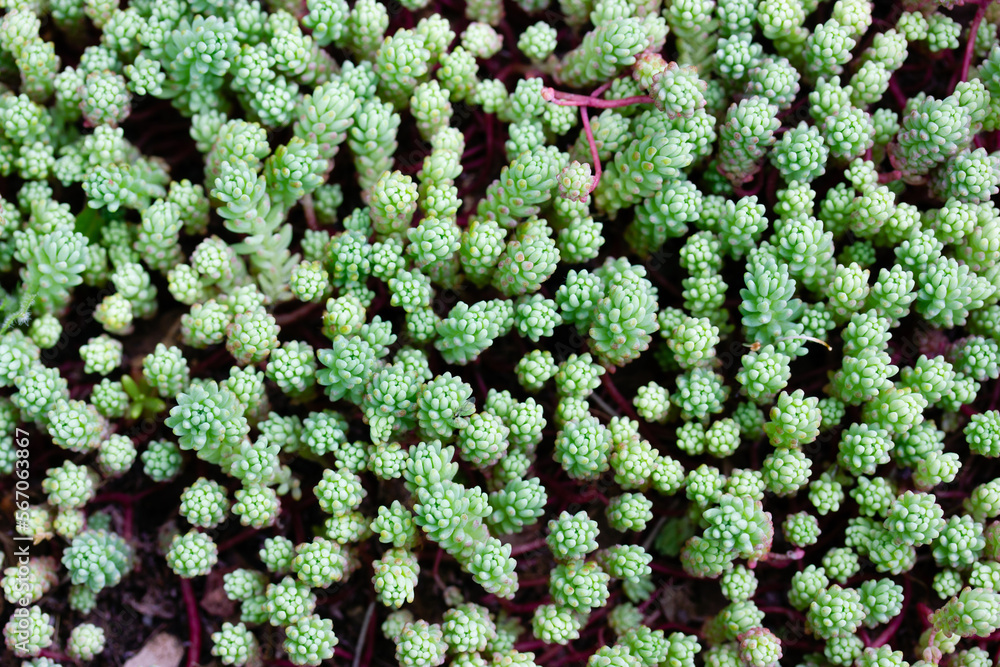 Sedum hispanicum carpet growing in a soil. Sedum rubrotinctum jelly ...