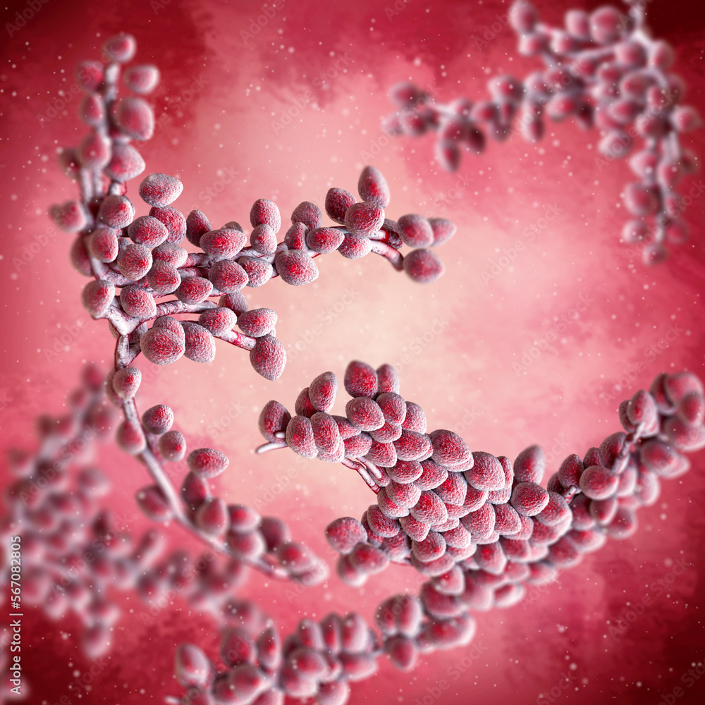Medical background, Staphylococcus aureus, a type of spherical gram ...