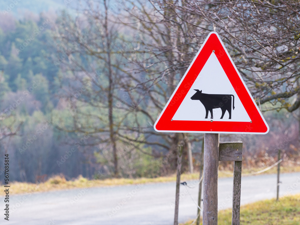 Cattle crossing warning road sign. Vector illustration of cow caution ...
