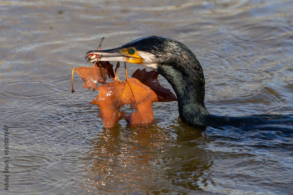 Black cormorant fishing in the lagoon. A fisher bird with a fish in its ...