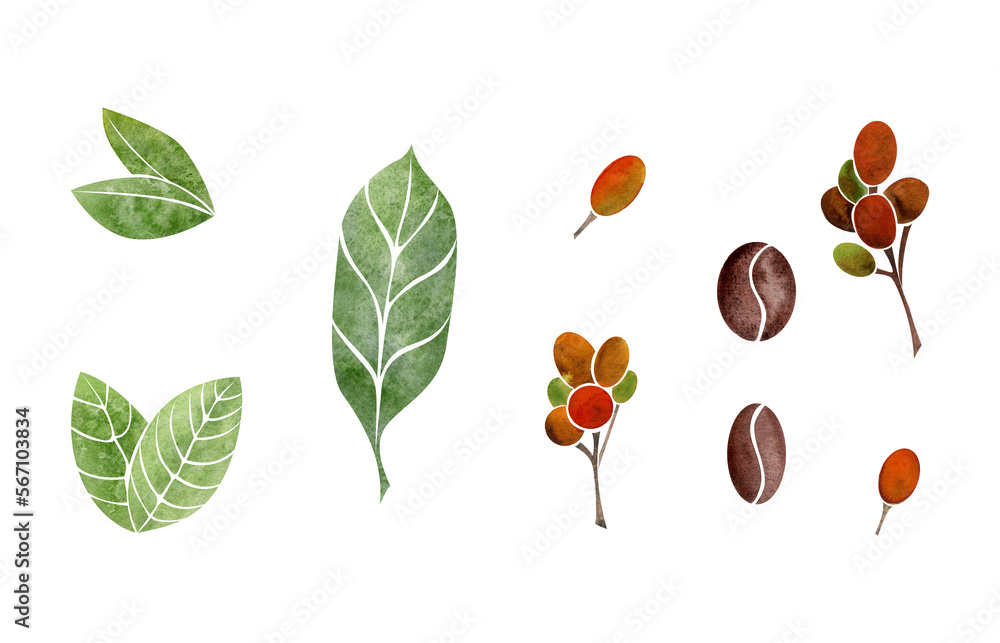 Watercolor hand drawn set of objects. Coffee raw and roasted beans ...