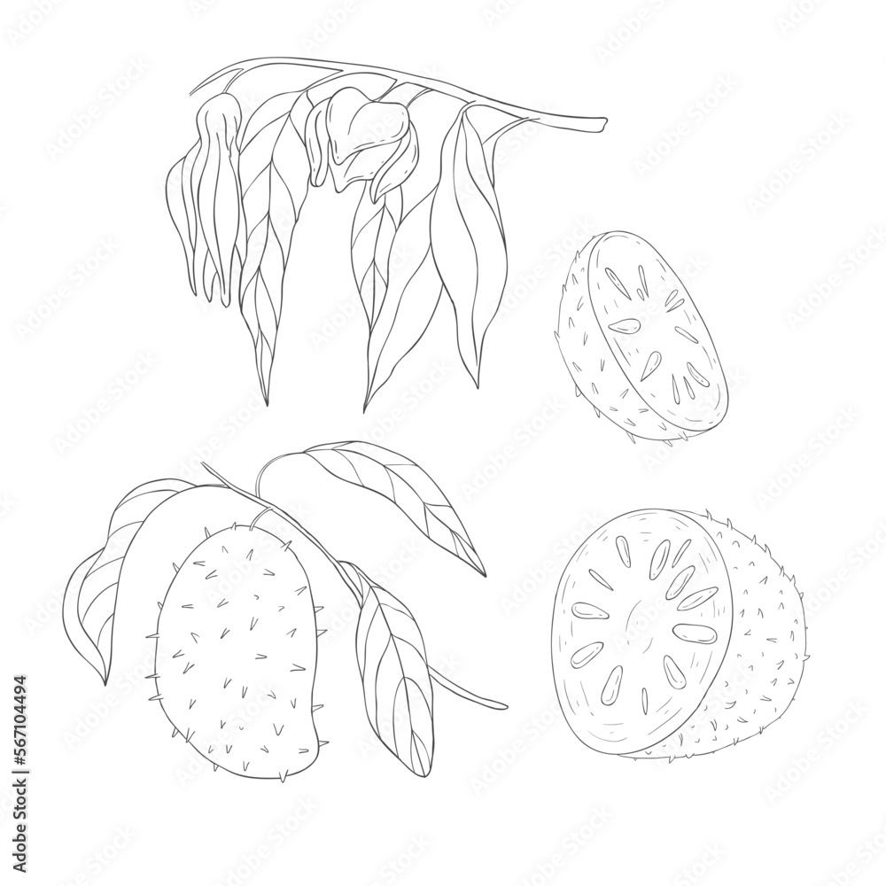 Line Art Soursop Branch and Blossom. Elements of Fruits and Flowers ...