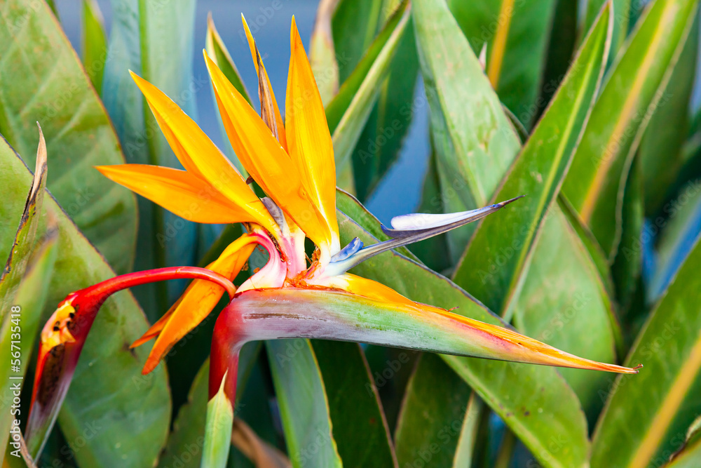 Strelitzia reginae. Blooming flower of the plant strelitzia royale ...