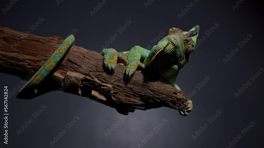 Veiled Chameleon, Chamaeleo calyptratus sits on branch and look in ...
