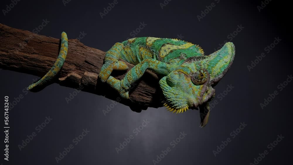Veiled Chameleon, Chamaeleo calyptratus sits on branch and look in ...