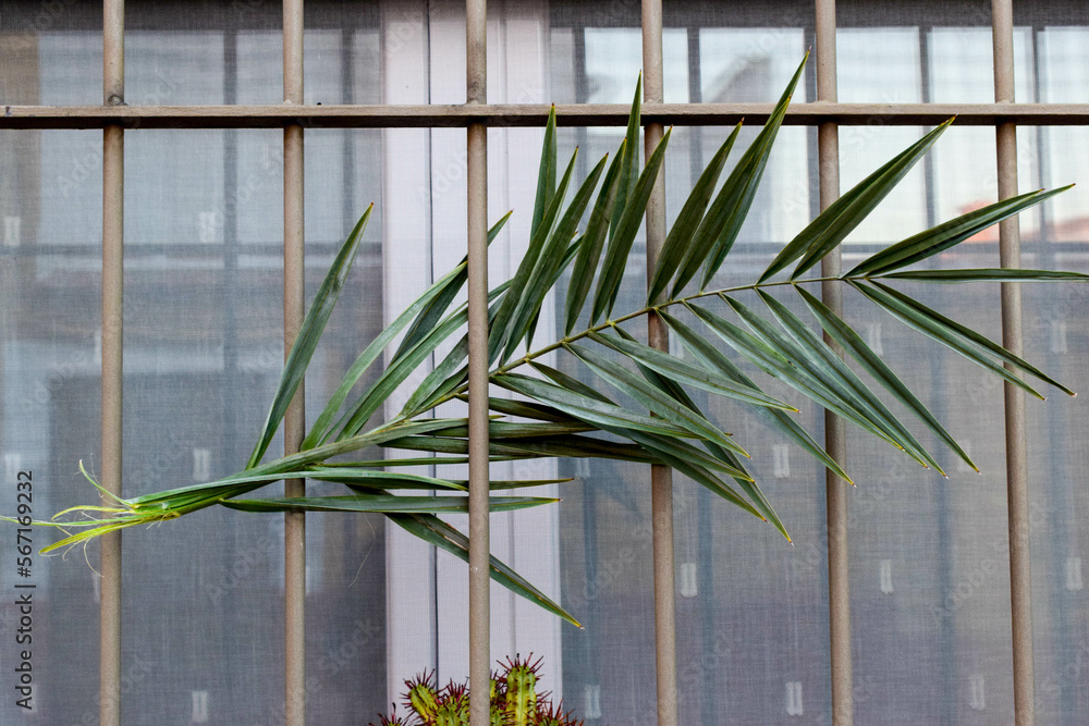 Palm Sunday tradition, Eucharist concept. Blessed palm leaf on window ...